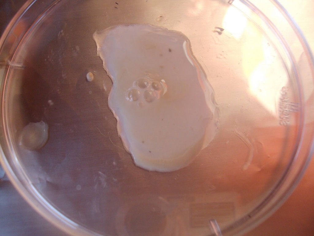 Venden Semen Artificial Con Olor Sabor Y Textura Real Escándala